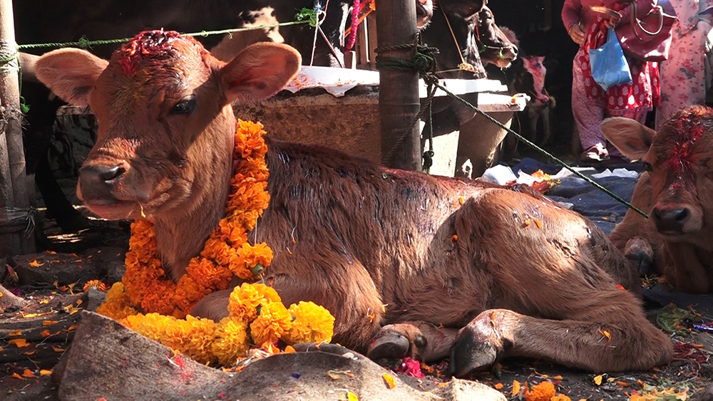तिहारको चौँथो दिन आज; गाईको पूजा गरि मनाइँदै